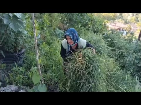 YENGEMİN EMEĞİNE SAĞLIK👍KÖYDE İŞLER
