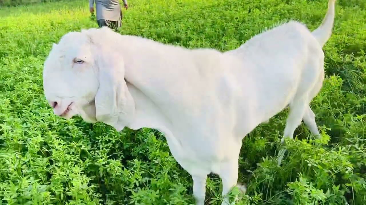 A very Beautiful And special Goat And it’s Beautiful movement? - YouTube