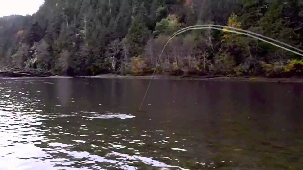 Fly Fishing For Salmon In Squamish BC - YouTube