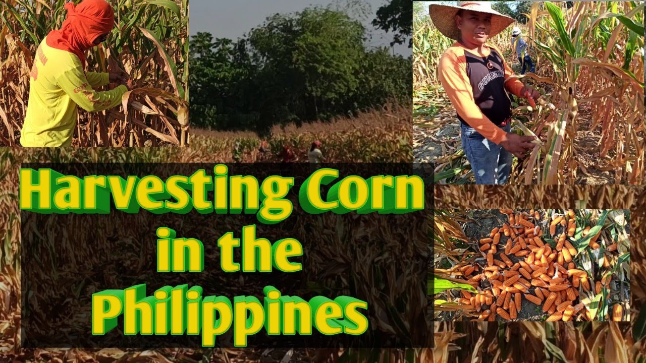 Harvesting corn in Philippines - YouTube