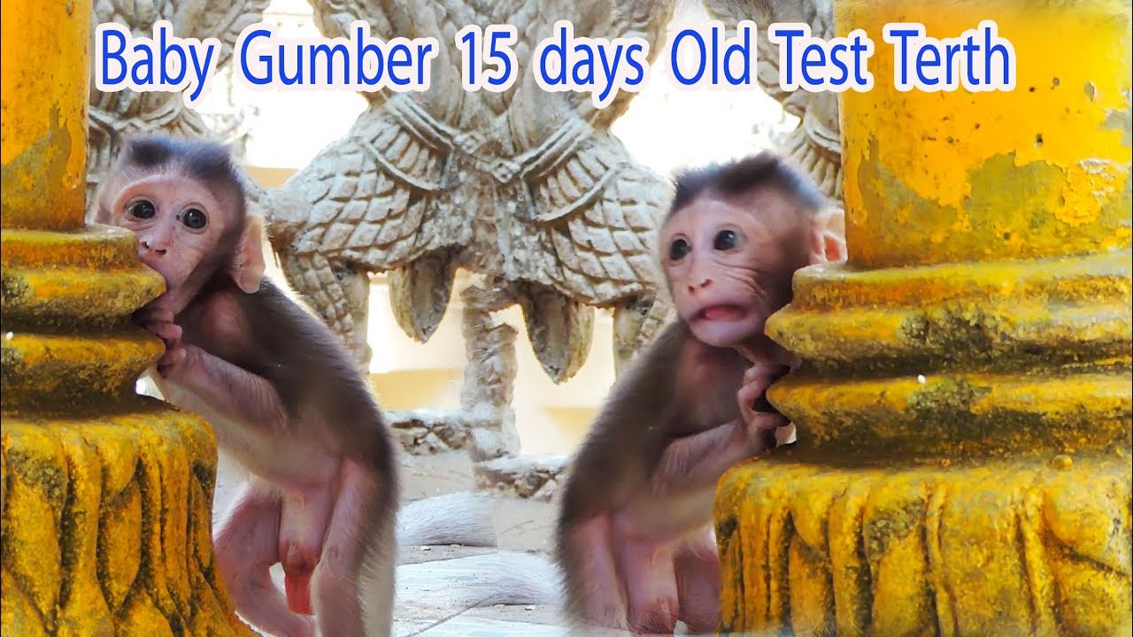 Surprise Baby Gumber Start To Test His Teeth With Cement / Baby Gumber ...