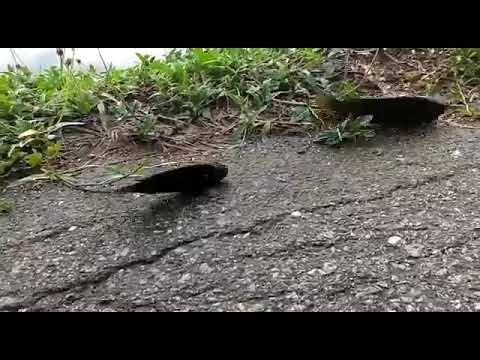 YÜZGEÇLERİNİ KULLANARAK KARADA YÜRÜYEN LEVREK TÜRÜ BALIKLAR, KARADA 6 İLA 8 GÜN YAŞAYABİLİRLER