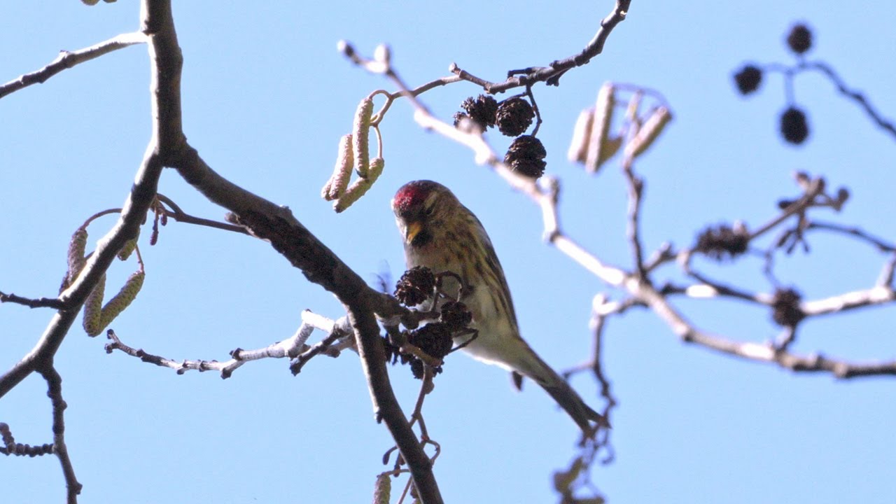 Lesser Redpolls in Winter - New Zealand Birds, Kapiti - YouTube