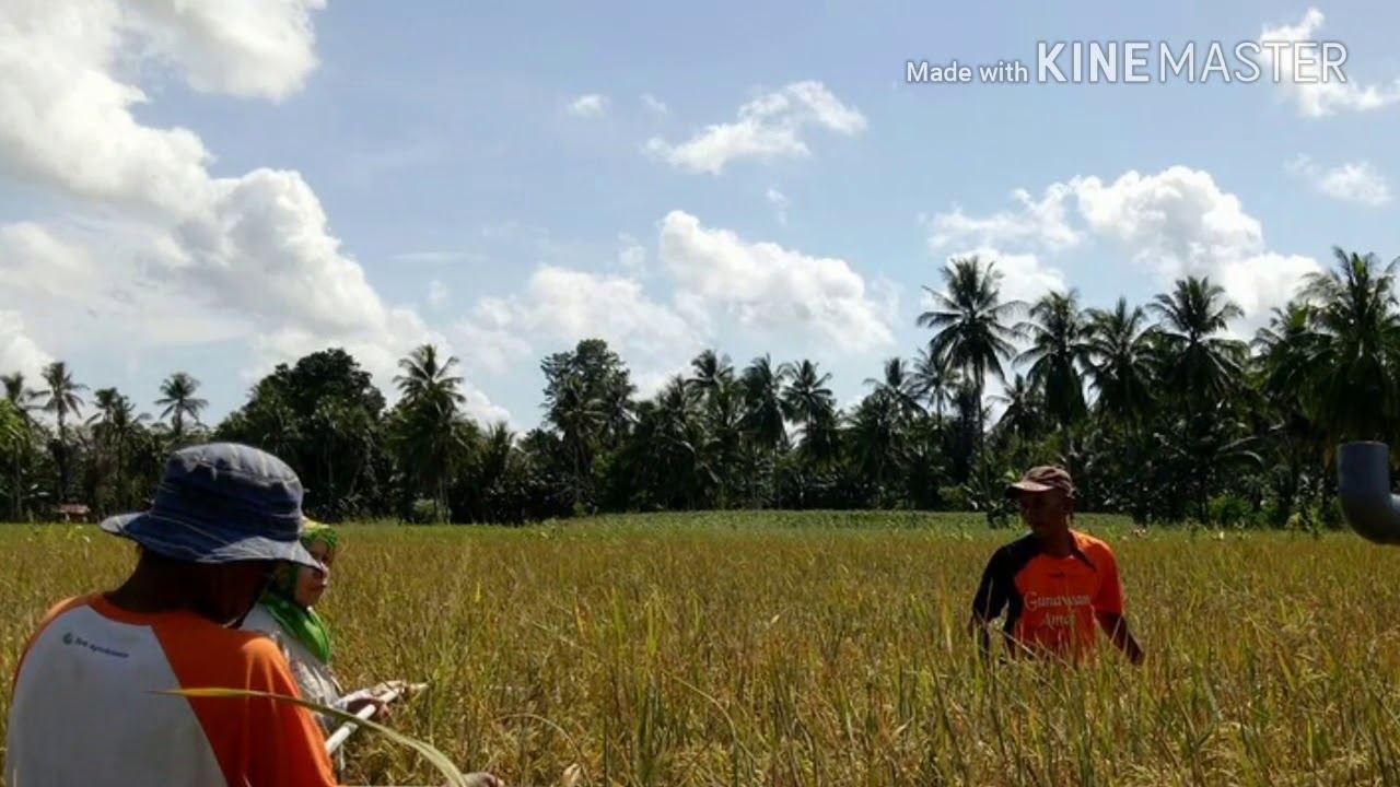 Ubinan Padi - YouTube