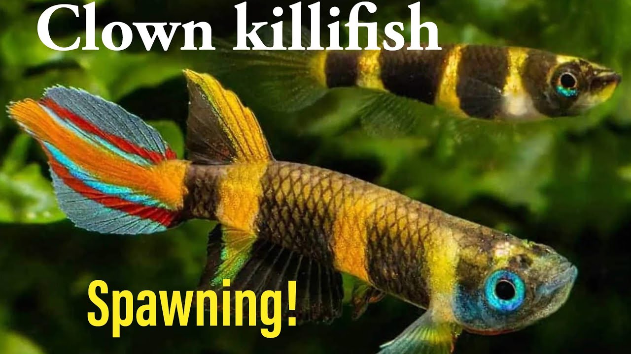 Clown killifish spawning - YouTube