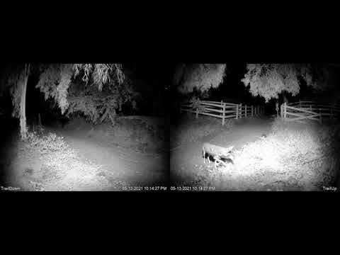 Owl Harasses Coyote on Thoroughbred Trail 05/13/21