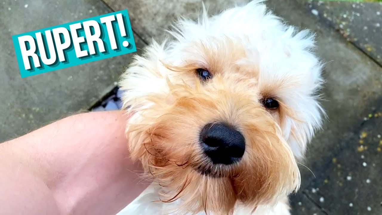 Day In The Life Of A 6 Month Old Cockapoo (CUTE!) - YouTube