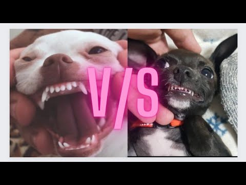 mreviatar louie&niki angry dog/Louis ozeri,Louie ozeri videos - YouTube