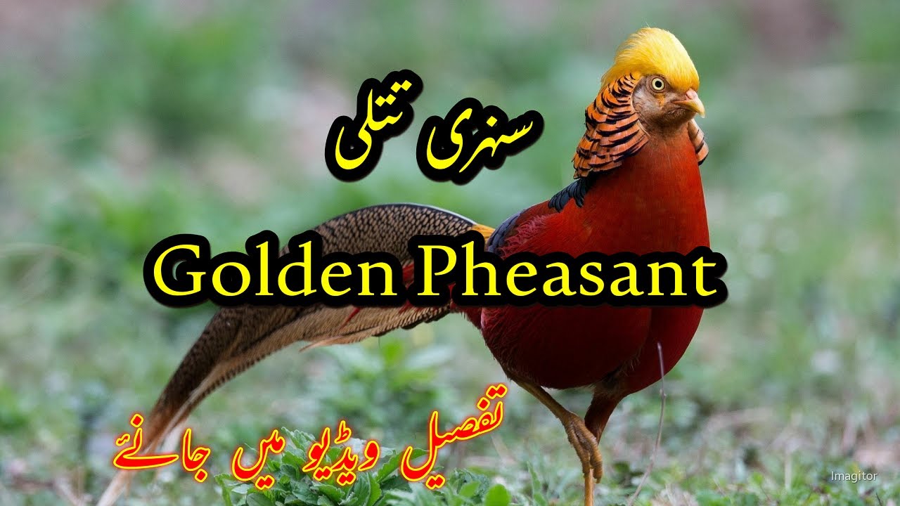 Beautiful Golden Pheasant (گولڈن فیزنٹ ) | beautiful chinese bird ...