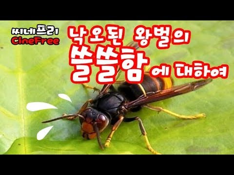 벌집으로 돌아기지 못한 왕벌, 말벌이 갑자기 추워진 날씨로 방황하는 모습 포착! 말벌 밀착 촬영 영상