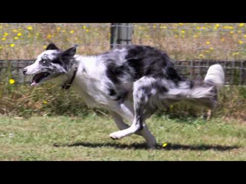 Wings To Fly with Hob Nob dogs!.m4v - YouTube