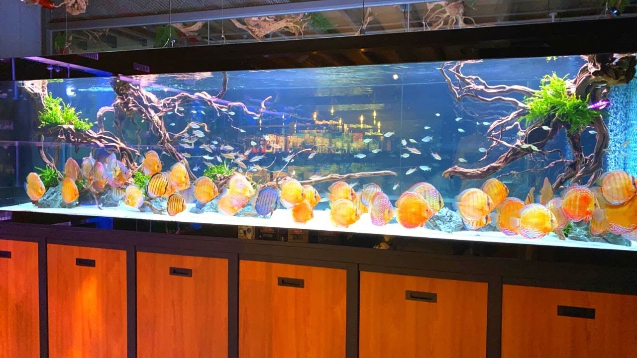 Massive 12,000L Discus Tank | Beautiful Royal Discus In Nature Aquarium ...