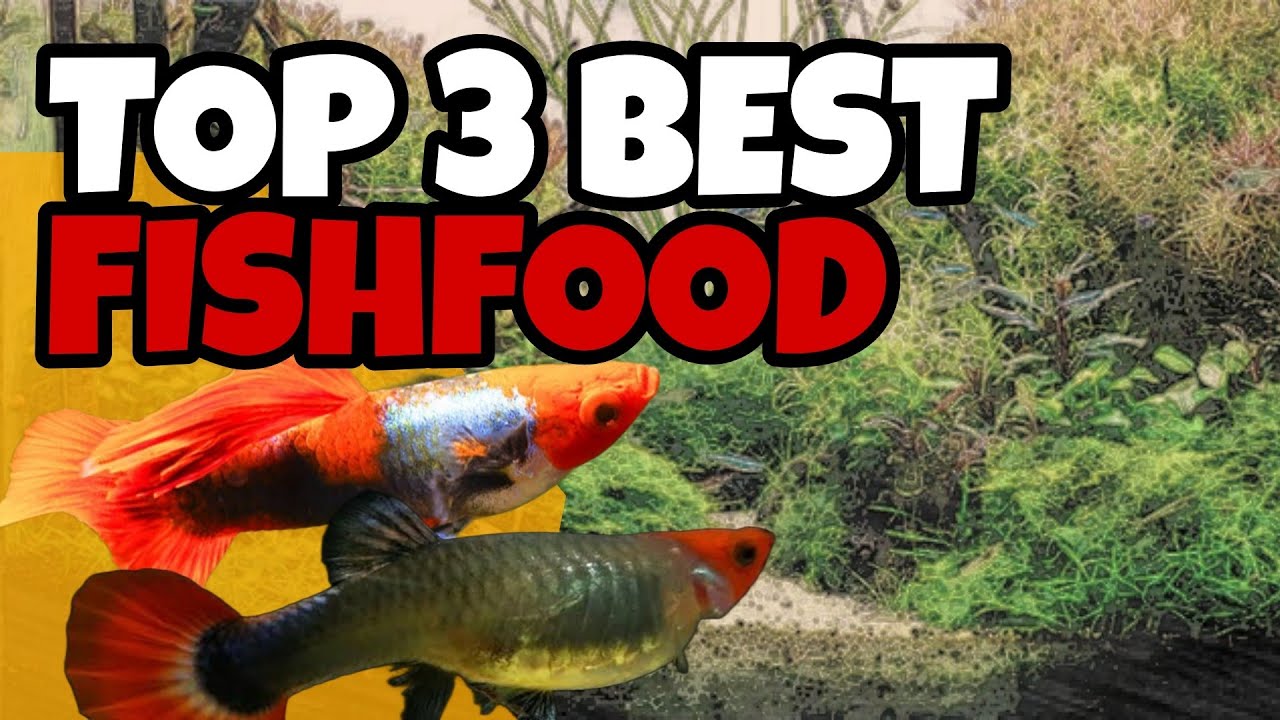 Top 3 Best fish food for your Guppies - YouTube