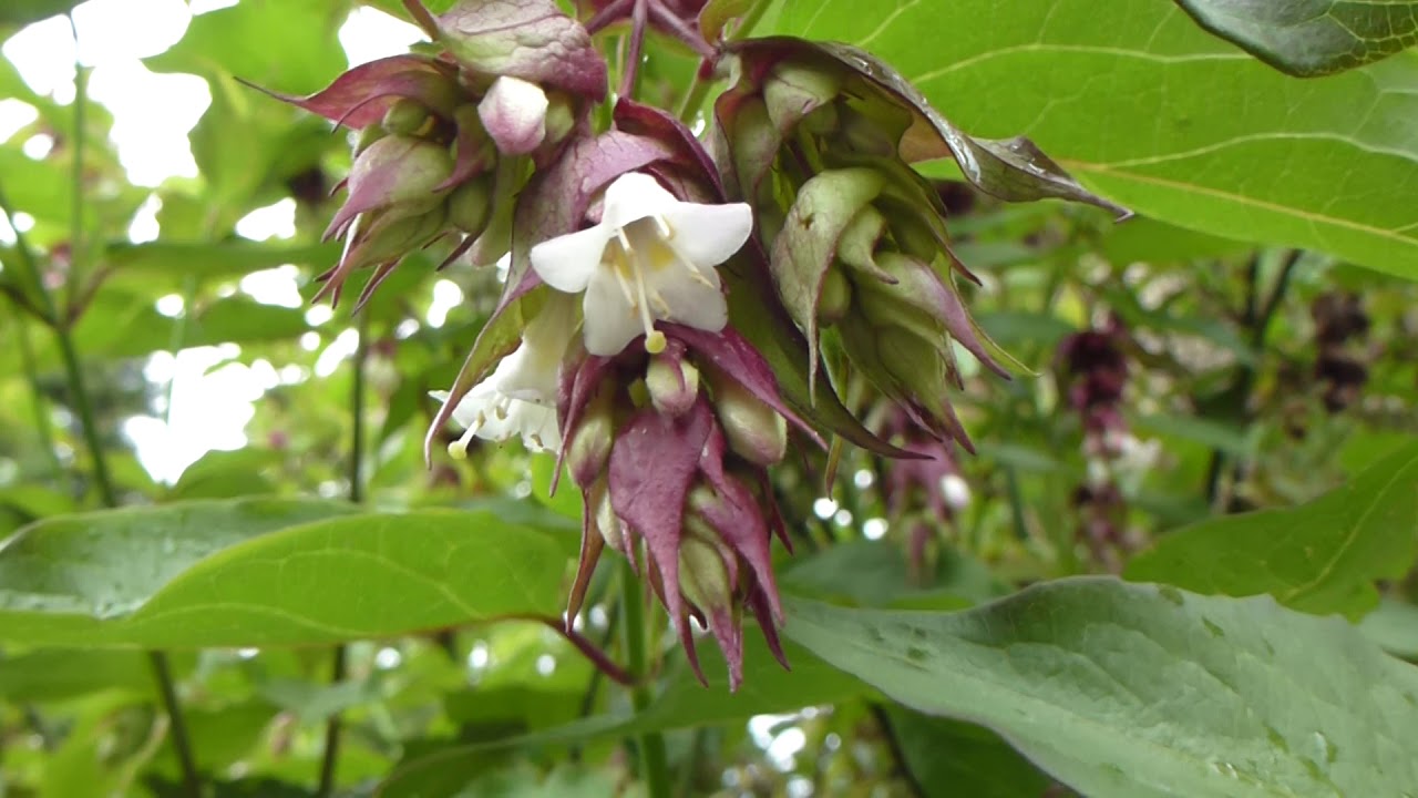 Pheasant Berry - Leycesteria formosa - Fuglakrydd - Fasanaber ...
