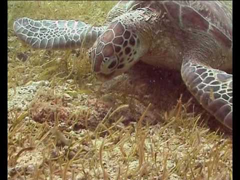 Turtles of Comoros, tortues des Comores. - YouTube