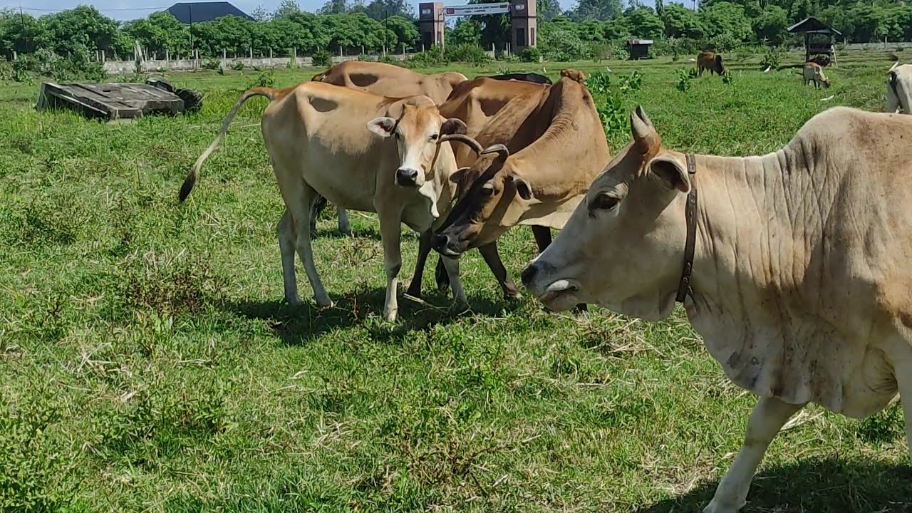 Lembu Makan Rumput | Sapi Moo - YouTube