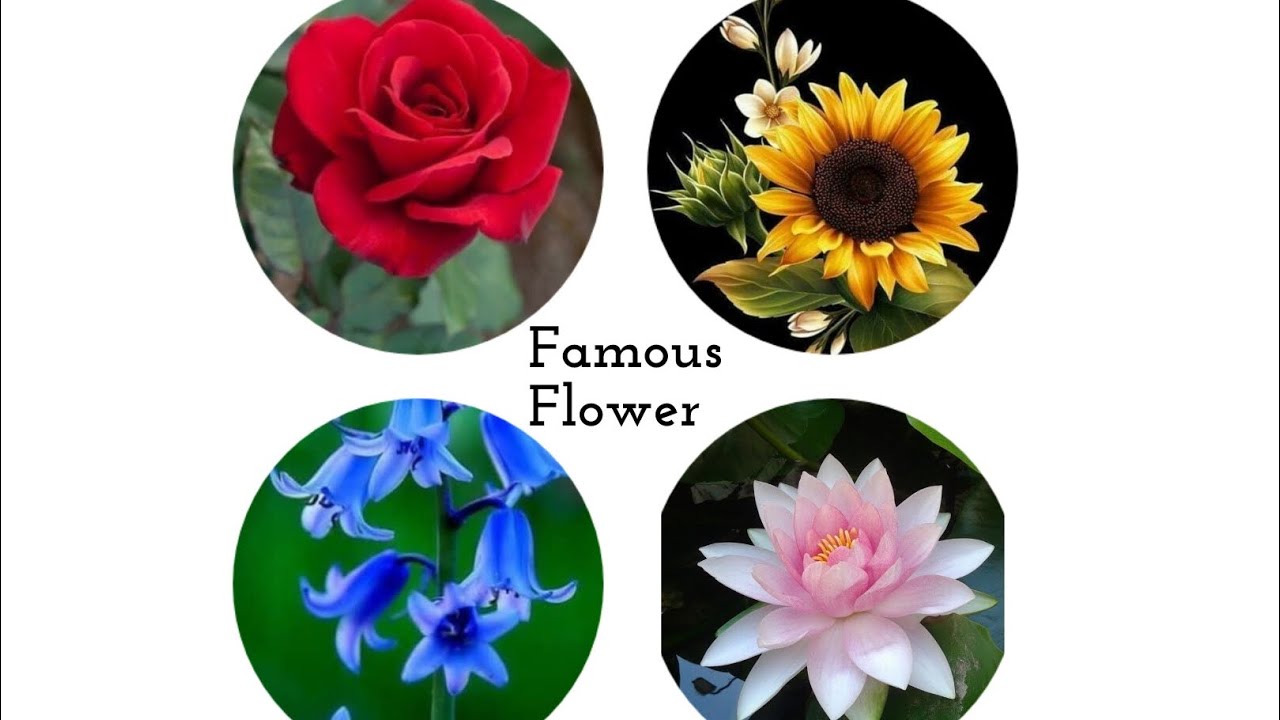 Most Famous Flower Name || Flower Collections || Stylo - YouTube