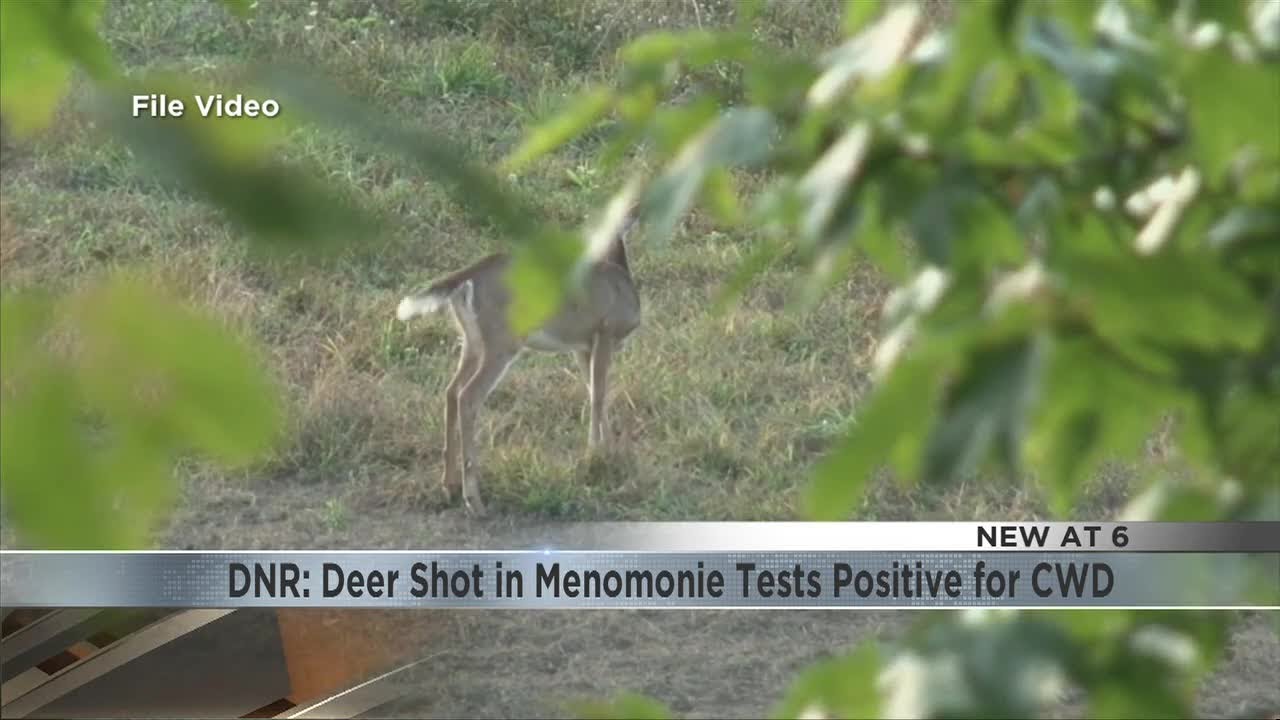 Deer tests positive for CWD in Dunn County - YouTube