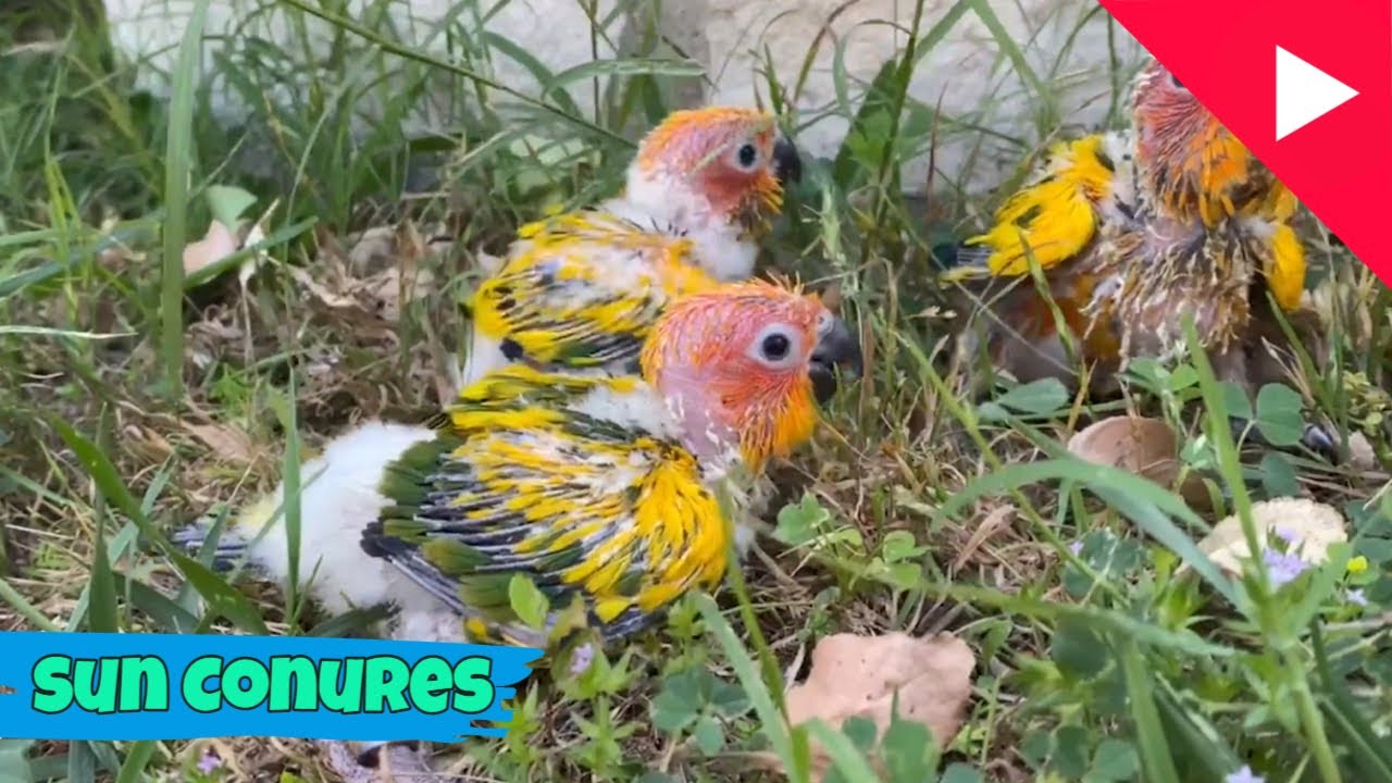 Sun conure baby parrot - YouTube