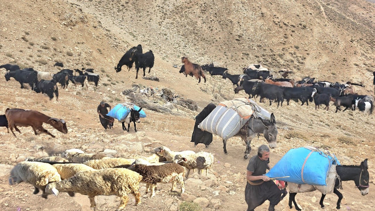 Nomadic life. Nomadic life in the mountains | Nomads collect capers to ...