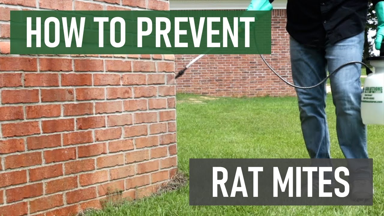 Rodent Mites Treatment