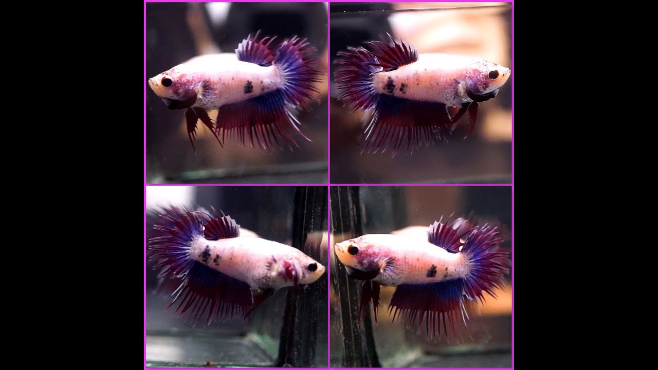 Betta Fish BIG ONE DRAGON VIOLET MAGENTA Crowntail CT Female C397 - YouTube
