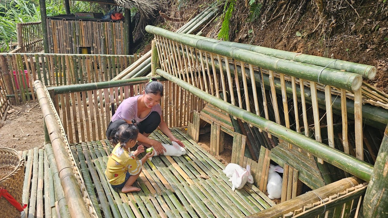 Build a rabbit cage and fence around it with bamboo, buy breeding ...