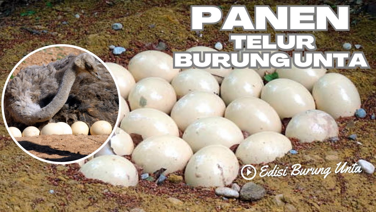 PANEN TELUR BURUNG UNTA #MAHASVINFARM #ostrich #ostrichfarm # ...