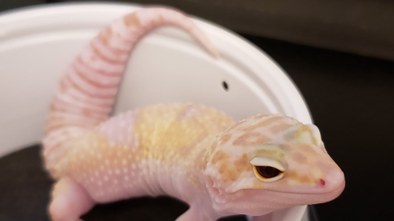 2019 Snow Raptor Project 12/4/18 | Enzo's Geckos - YouTube