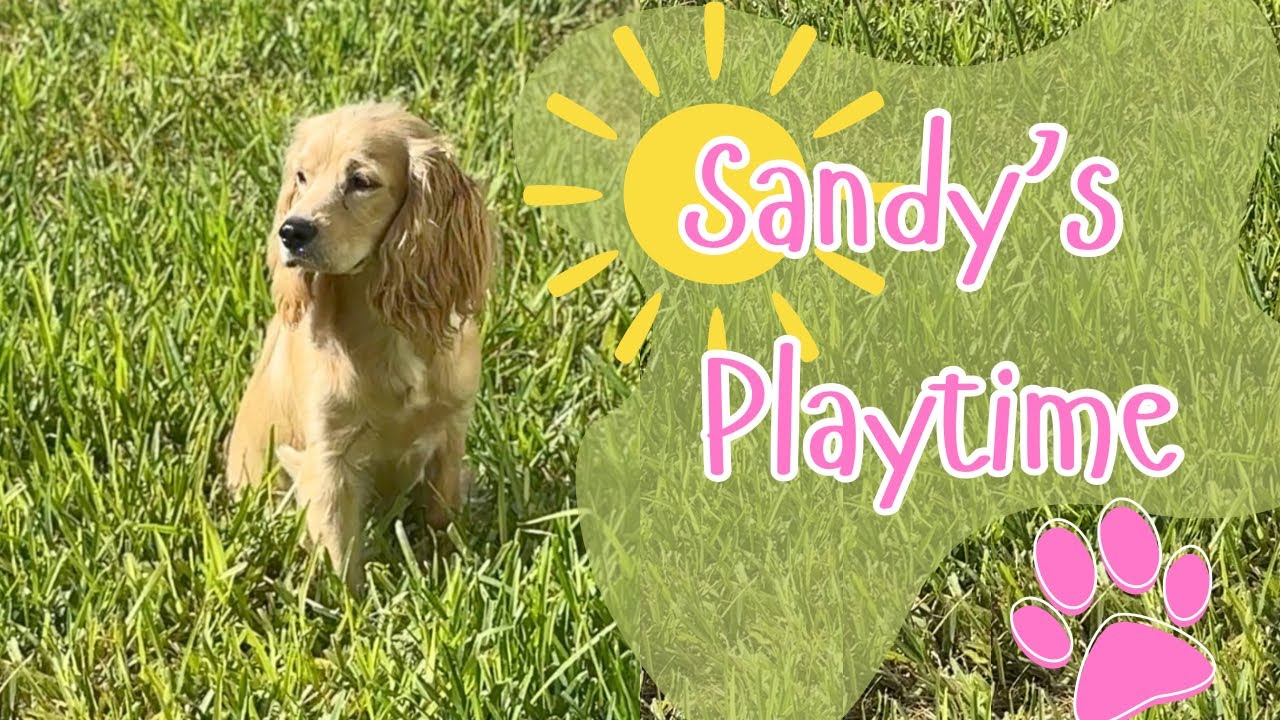 Cocker Spaniel Puppy | Sandy’s Quick Playtime Session☀️🐾 - YouTube