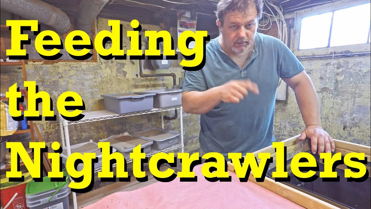 Nightcrawler composting worm bins fed - vermicomposting - YouTube