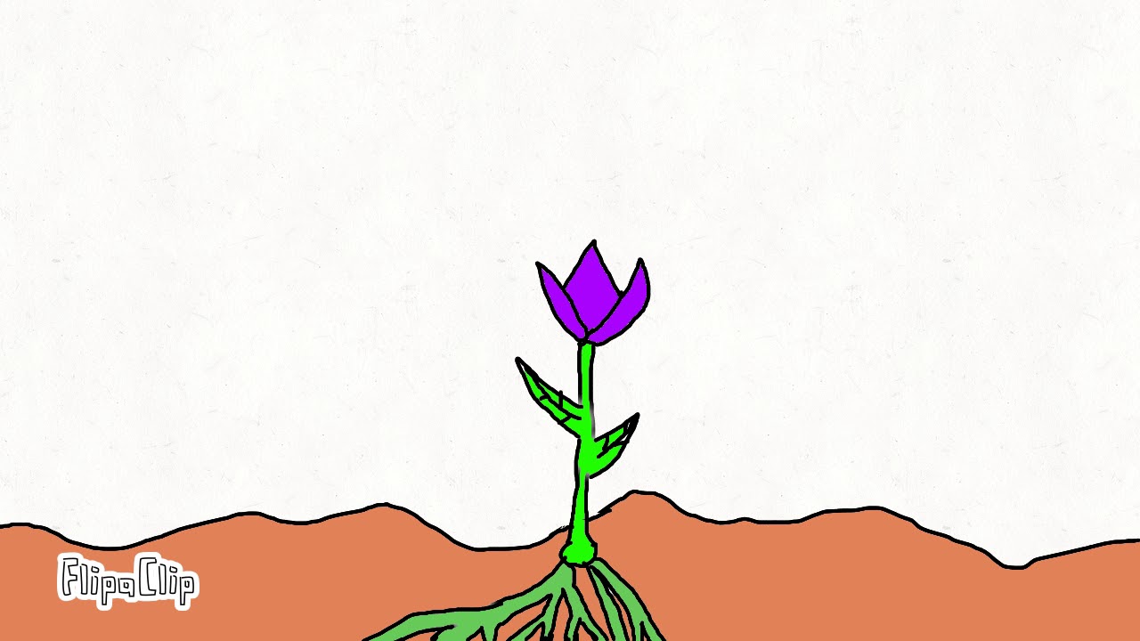 The shining flower (part 1) - YouTube