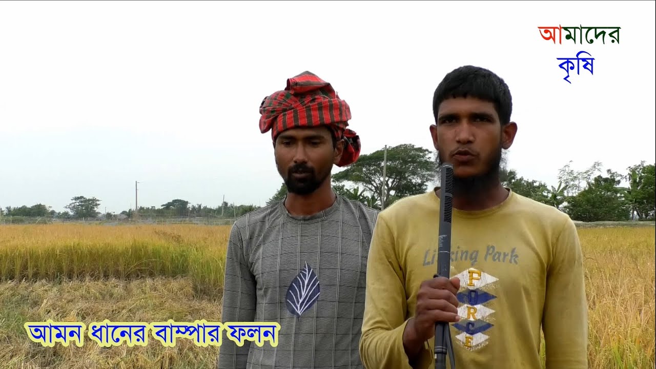 আমন ধানের সেরা উৎপাদন ।। দক্ষিণ অঞ্চলে আমন ধানের ফলন ।। বিঘা প্রতি আমন ...