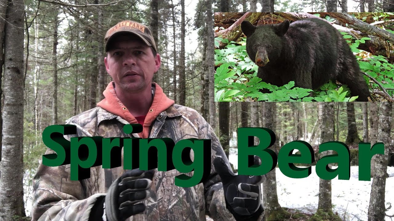 Spring Black Bear...The Best Location - YouTube