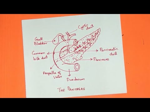 How to draw The Pancreas drawing | Easy drawing - YouTube
