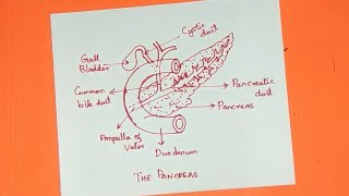 Pancreas Drawing Easy For Kids