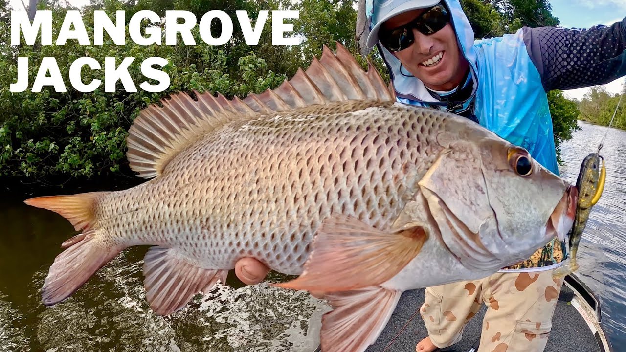 Mangrove Jack Fishing THE FIRST JACK BURNERS! - YouTube