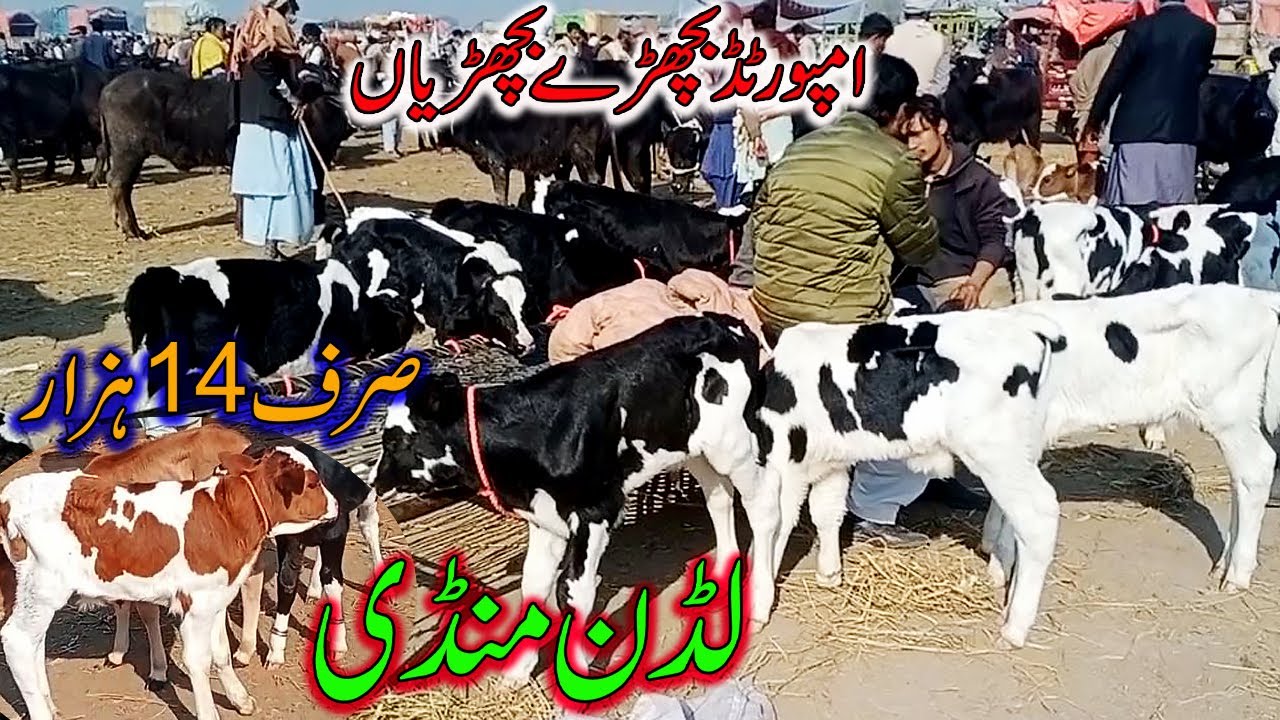 Animals Market / Cow Clave Latest Update In Pakistan / Luddan Mandi.PK ...