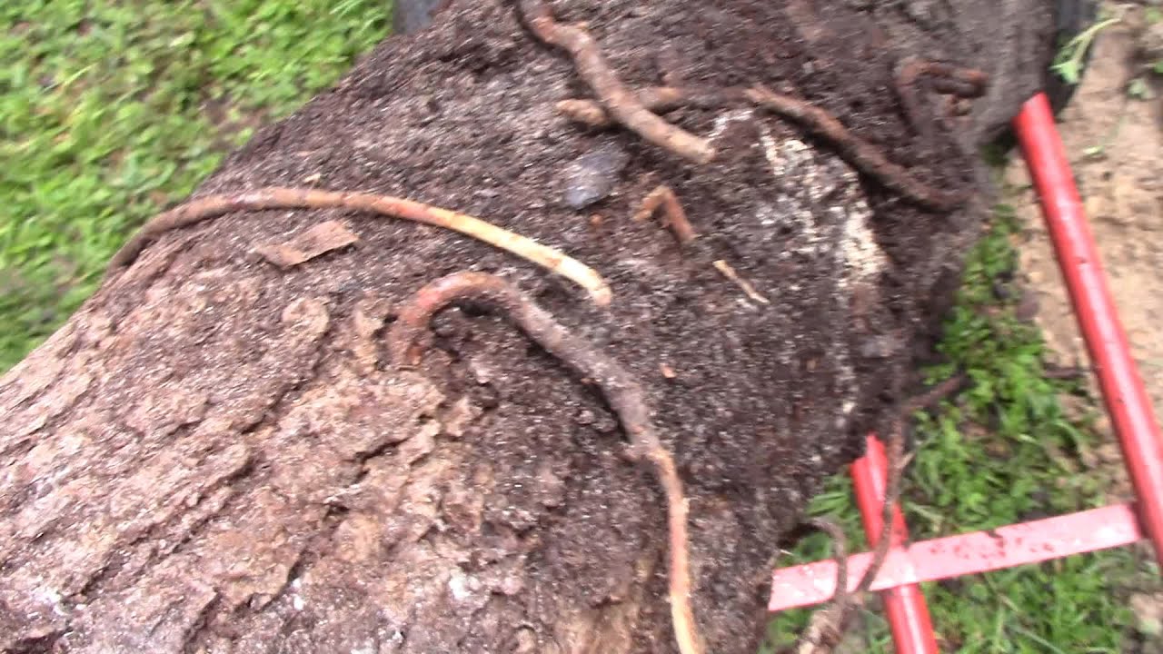 Large Oak Tree Air Layer Fails - YouTube