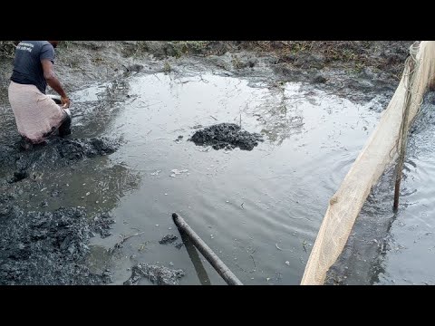 LR Creation Official is live! মাছ মারার দৃশ্য#fish - YouTube