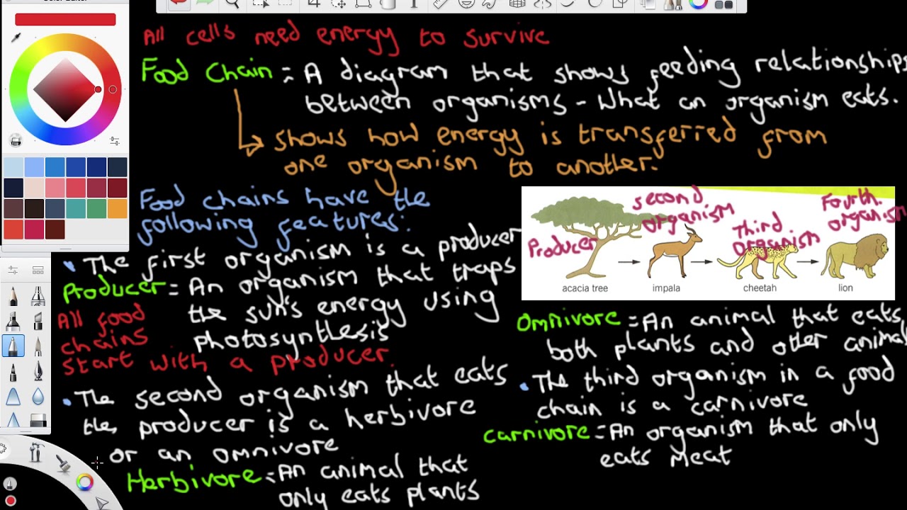 Food Chains and Webs - Key Stage 3 - Lesson Recording - YouTube