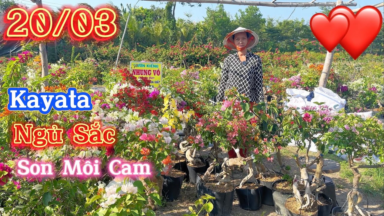 Hoa giấy nhà vườn nhiều loại siêu bông kayata, son môi cam...👉20/03 nhà ...