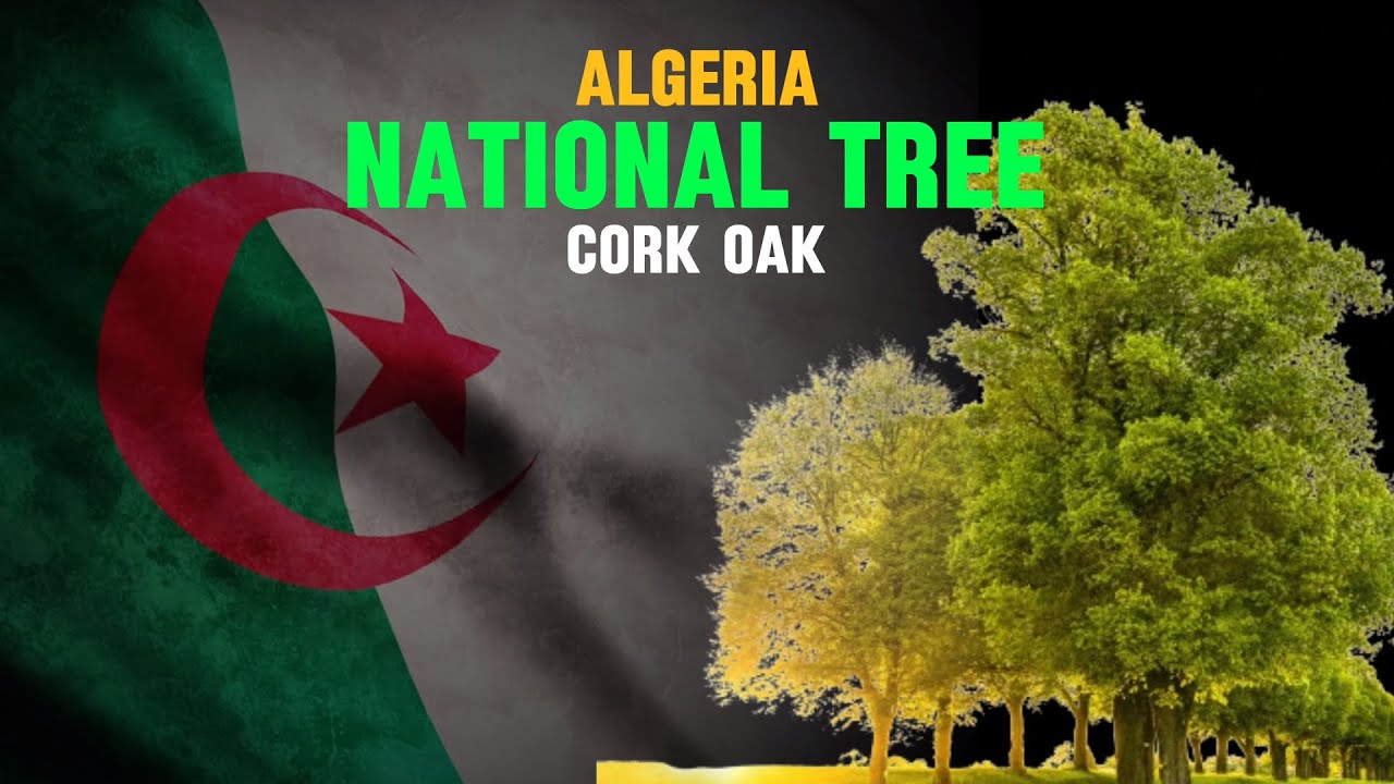 What is the national tree of Algeria? - YouTube