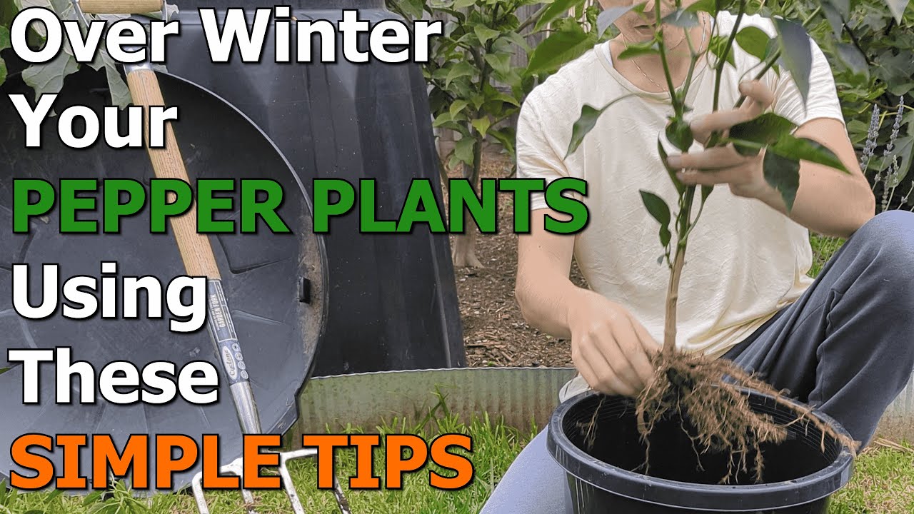 How to Simply OVER WINTER Your Pepper Plants - YouTube