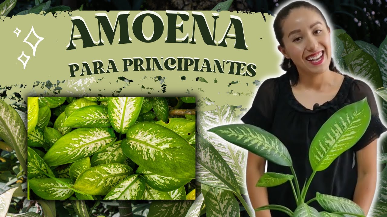 Cuidados de Planta AMOENA - YouTube