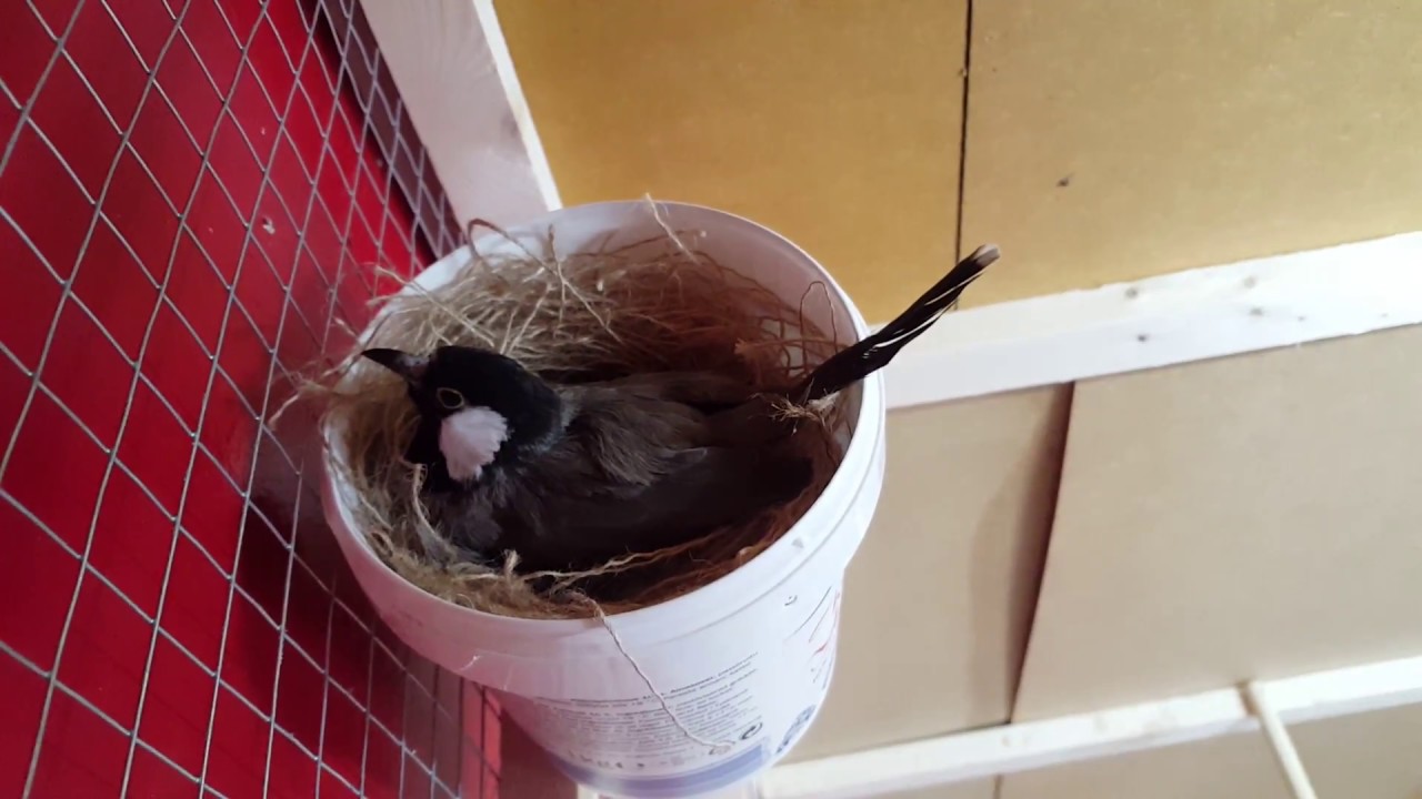 تكاثر البلابل في السويد في الثلوج - 24 تحت الصفر . Iraqi bulbul ...