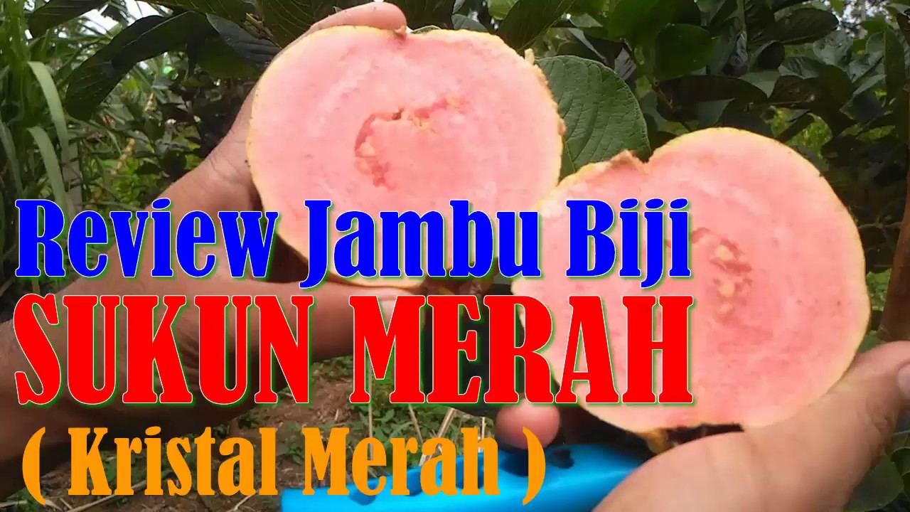 REVIEW JAMBU SUKUN MERAH ( Jambu Kristal Merah ) - YouTube