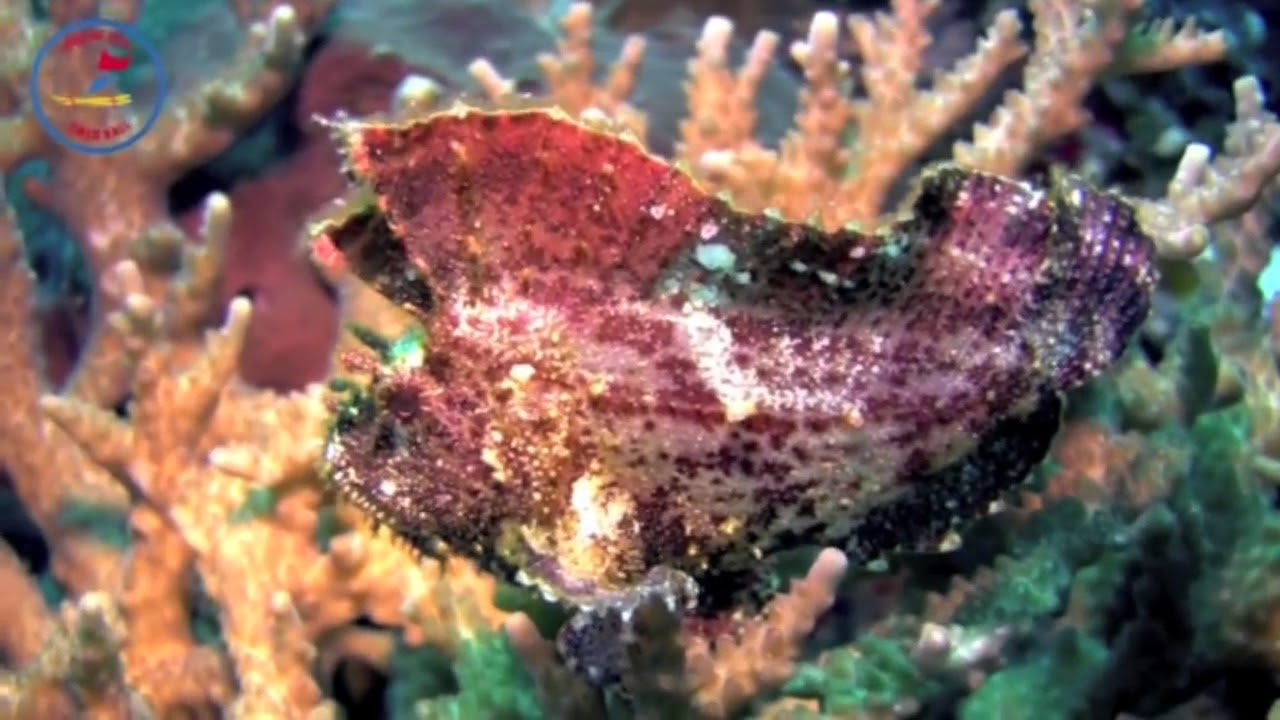 Diving in Bali @ Amed Wall - YouTube