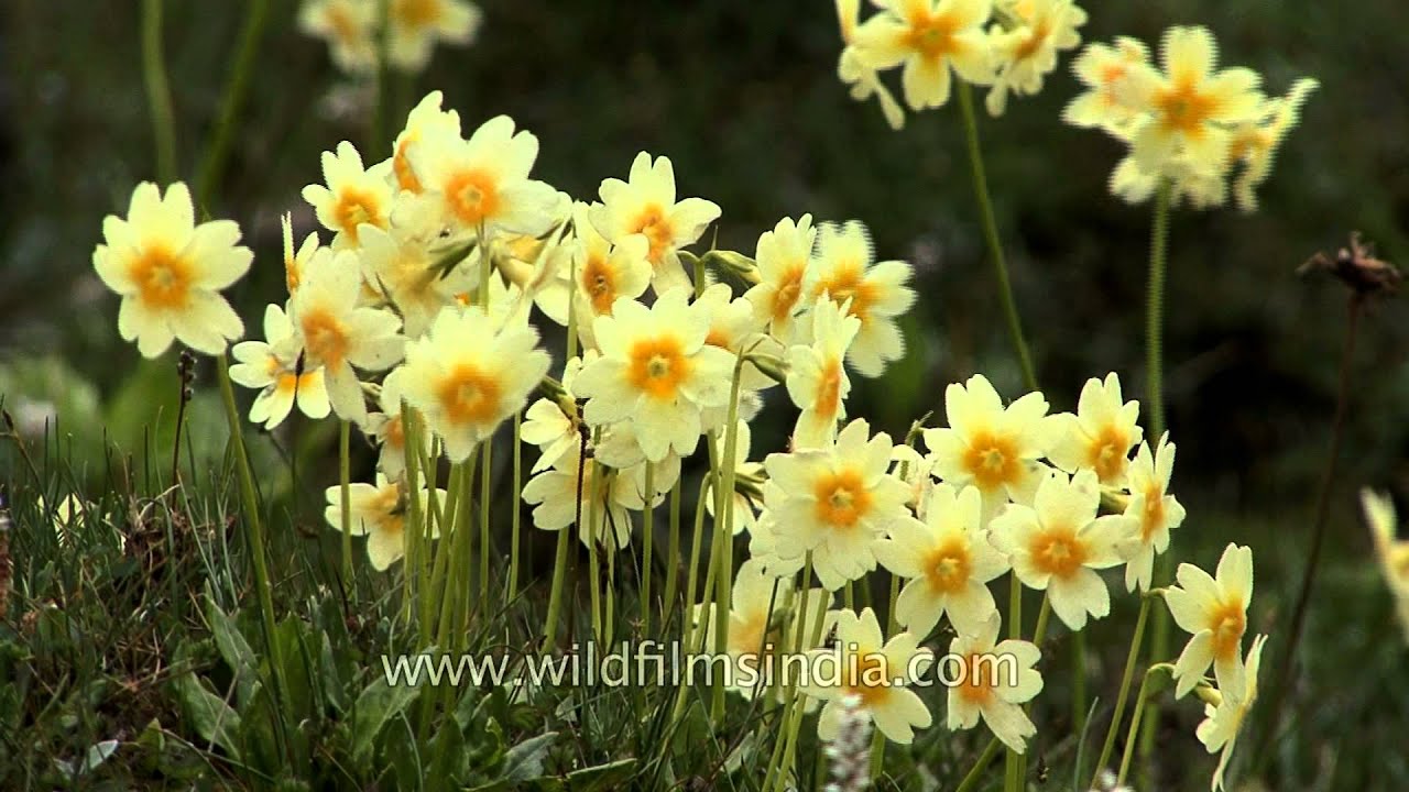 Beautiful and rare: Primula dickieana blooms cover a Sikkim meadow ...