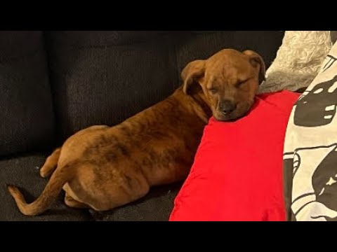 My dog cooper he’s so cute - YouTube